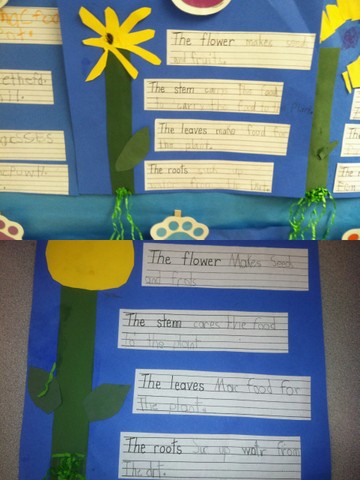 Sweet Kindergarten: How Does Your (Kinder) Garden Grow?