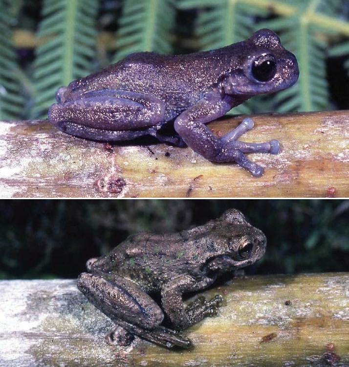 Species New to Science: [Herpetology • 2017] Plectrohyla calvata • A ...