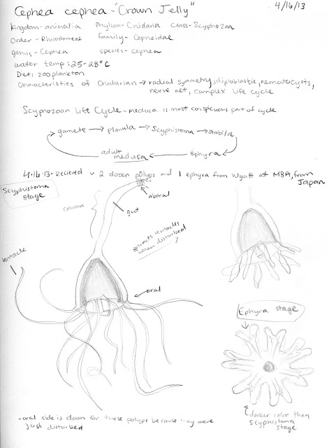 Developmental Biology in the Ocean 2013: Cephea cephea