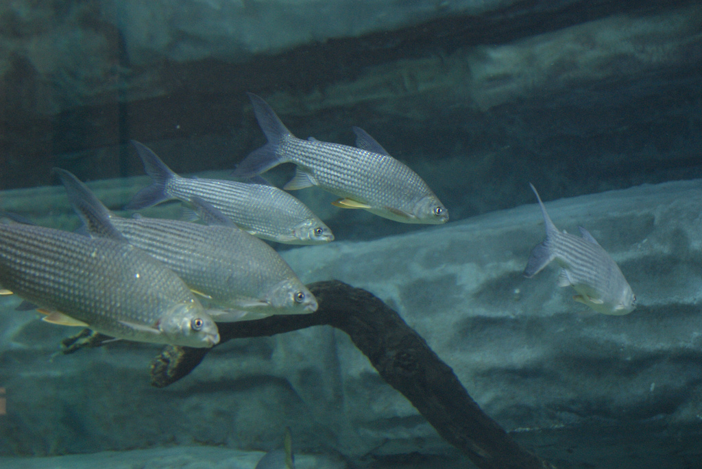 No Mar Profundo: Piau Verdadeiro - Leporinus obtusidens