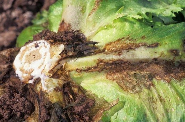 Controlling Garden Pests: Lettuce Base Rot