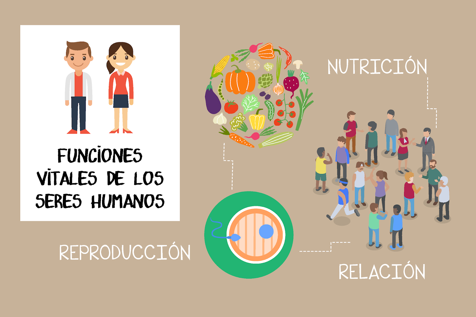 Funciones vitales de los seres humanos - Seamos escuela