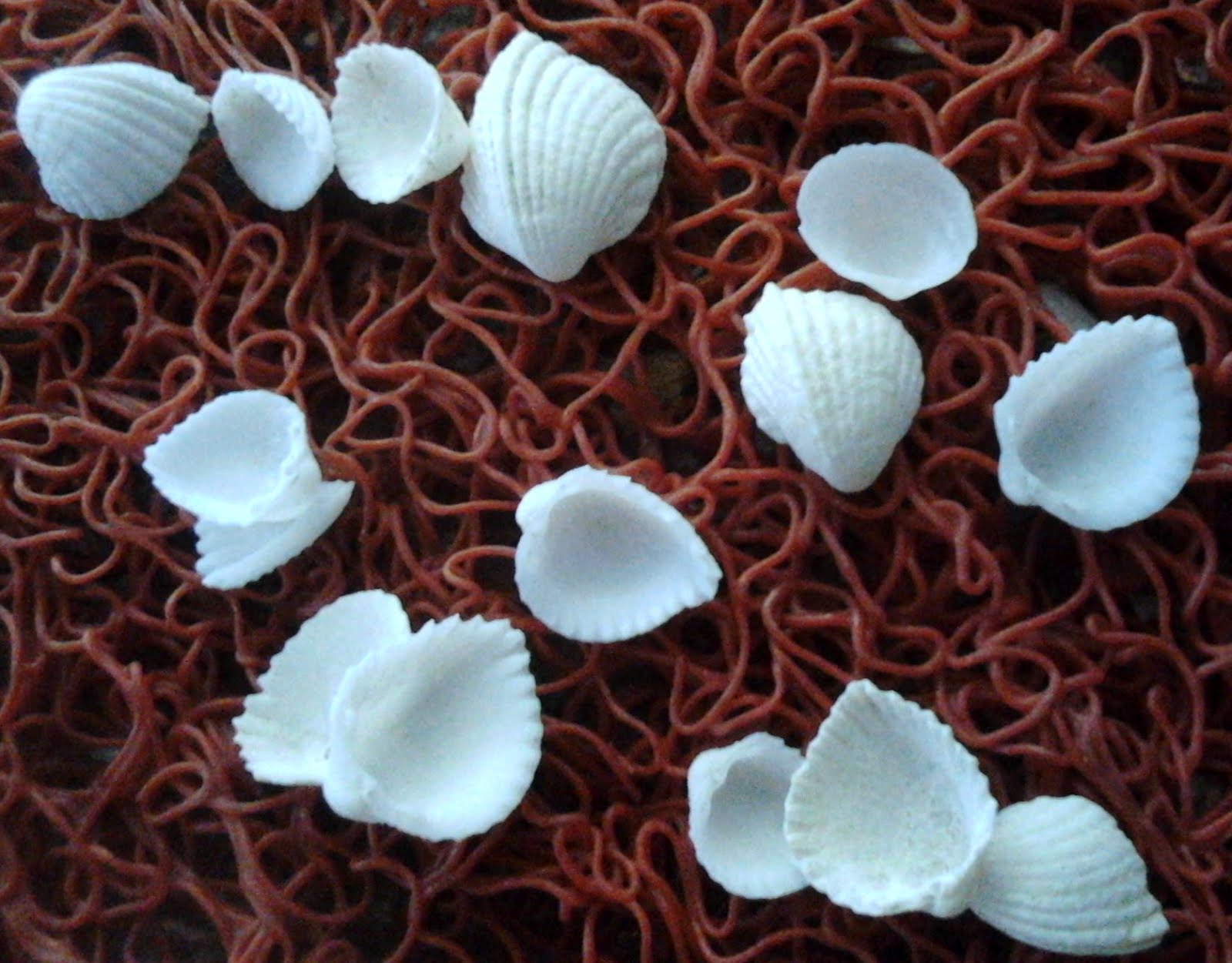 BeUniqueStyle: DIY material - shell series