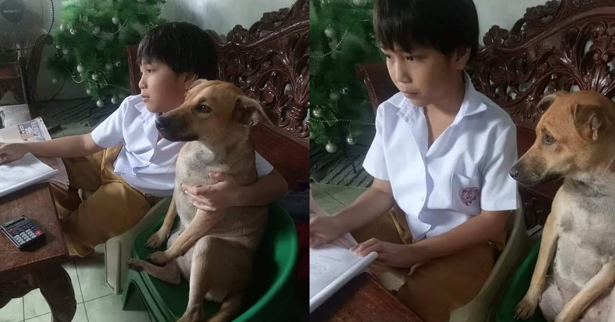 A student and his dog attend an online class together - Teachers Click