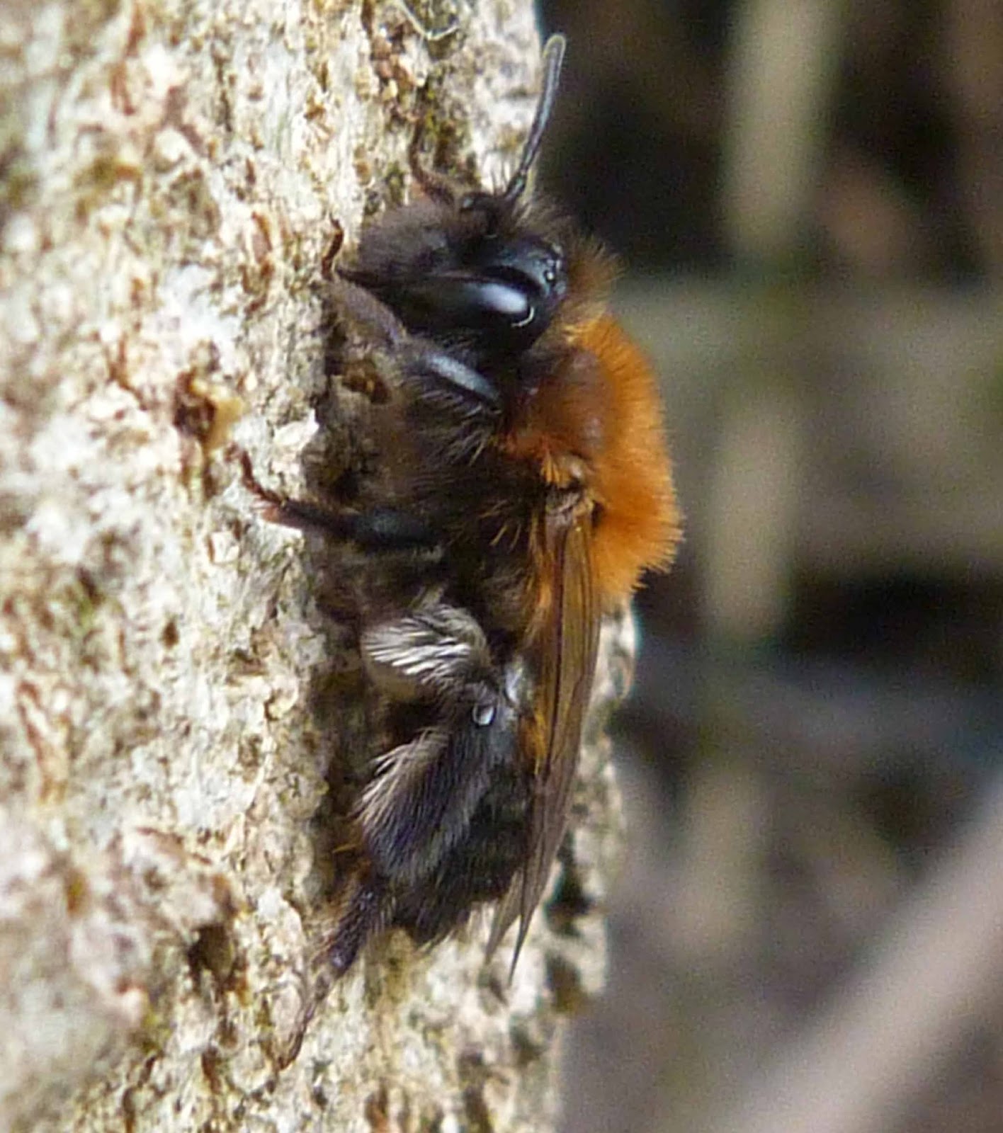 Insects of Scotland: Bees/Wasps/Ichneumons/Sawflies/Ants