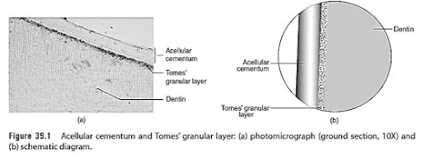 cementum 1 (cemento-enamel junction) l Oral histology & biology MCQs ...