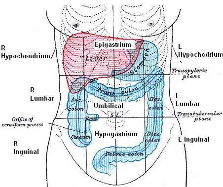Anatomy and histology of stomach (Giải phẫu và mô học của dạ dày ...