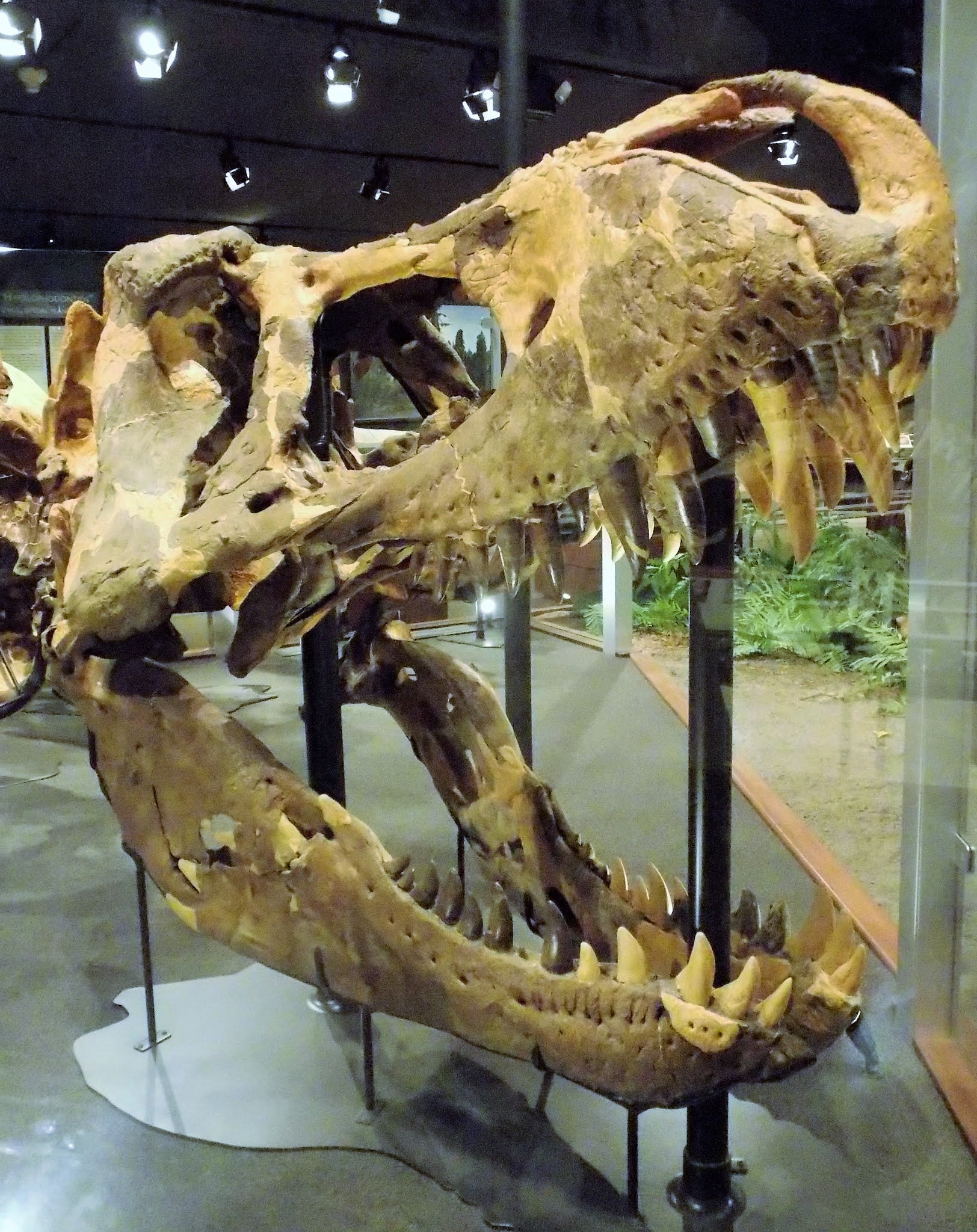 My Prehistoric Saga: Tyrannosaurus rex Specimen Sizes.