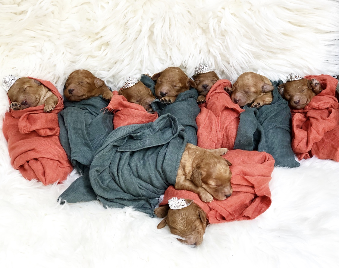 Mini Labradoodle Puppies for Adoption