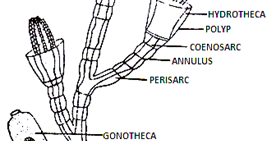Obelia Life Cycle, classification , Labelled Diagram | Biology Blog