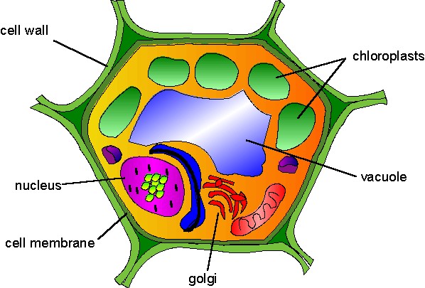 Essential structures comprised in a plant cell ~ Comely Nature...