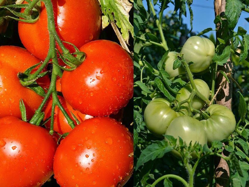 biosfera: ¿Jitomate o tomate?