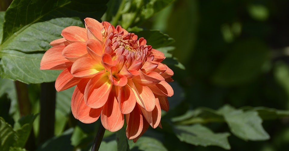 Entre plantas y macetas: Cómo cultivar y cuidar la Dalia