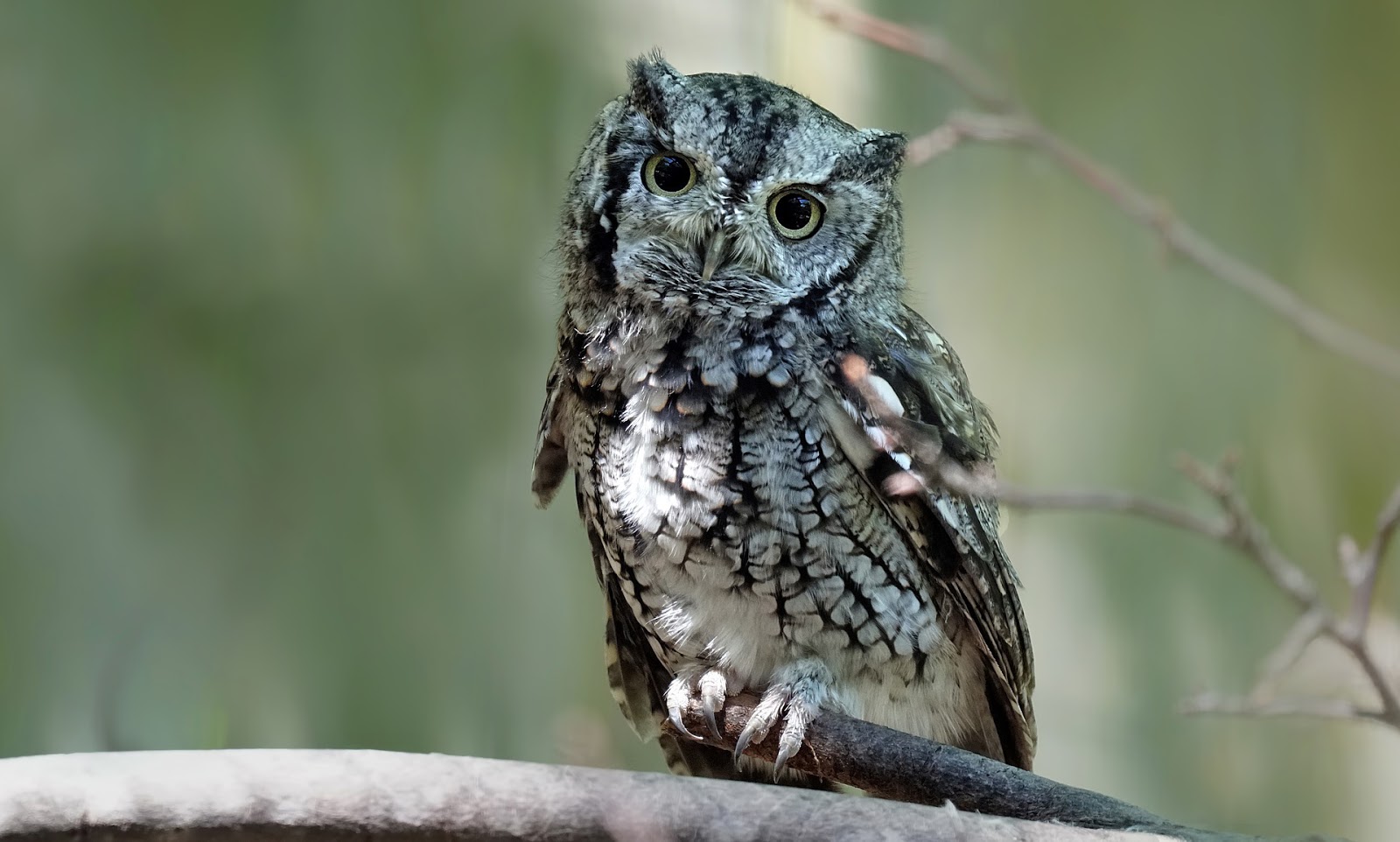 Pam's Backyard Chickens: A Guide to Common Owl Species