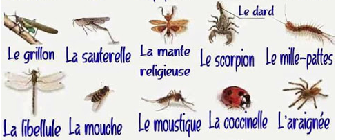 vocabulaire - les invertébrés