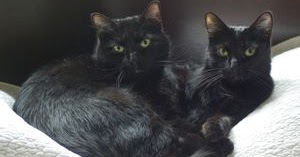 Abe's Animals: Hostile Species: Folklore Black Cats