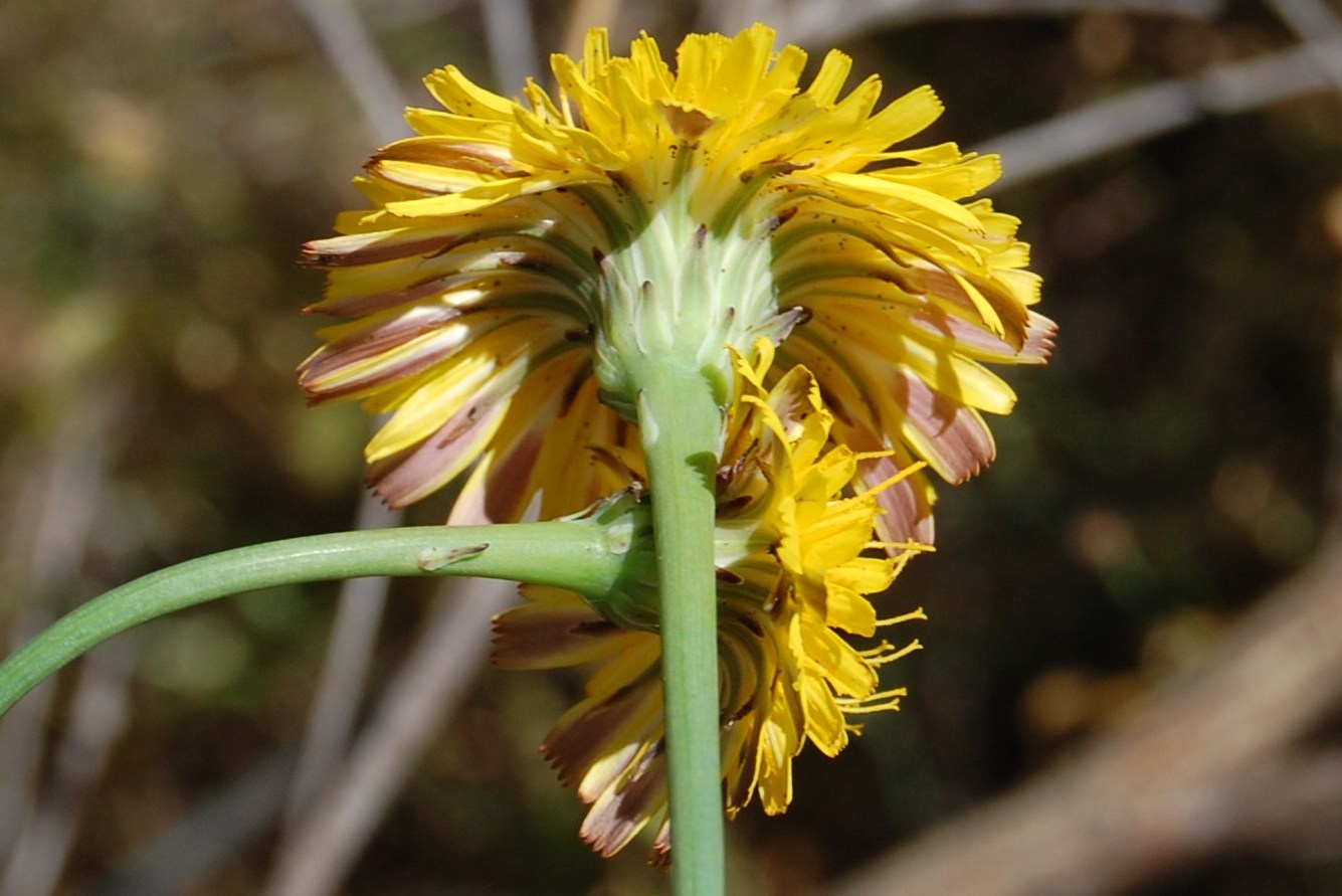 Plantas: Beleza e Diversidade: Leituga (Hypochaeris radicata)