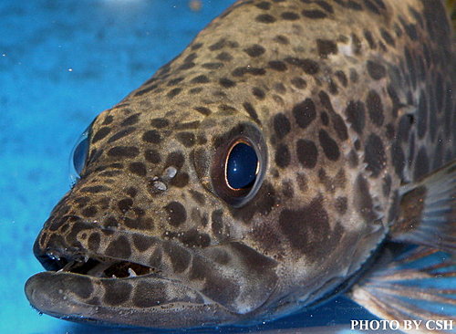 克萊斯勒系列圖鑑(Siniperca fish series illustrations)－金魚快訊2站Goldfish Messages｜痞客邦