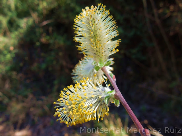 FLOR de SAUCE BLANCO - BOTÀNIC SERRAT