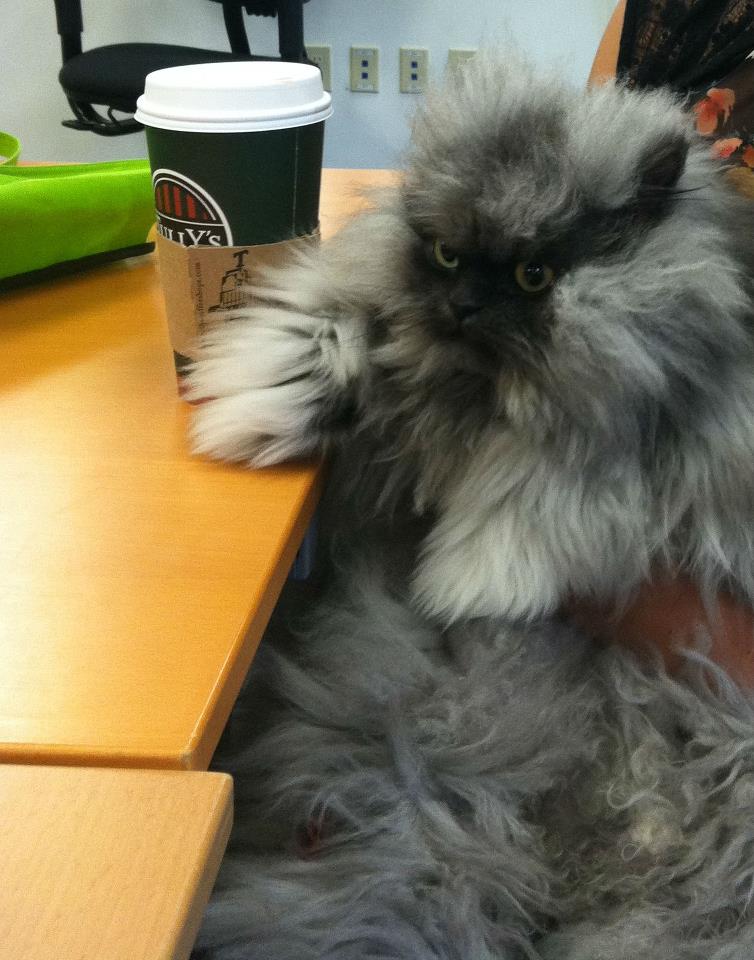 Colonel Meow is the world's angriest cat (15 pics) | Amazing Creatures