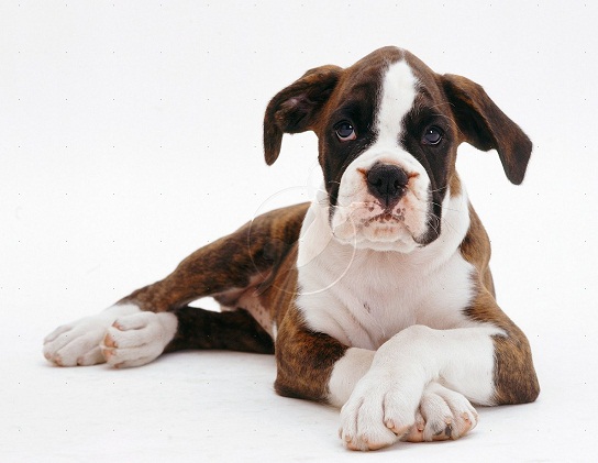 Cute Dogs|Pets: Brindle Boxer Dogs Pictures