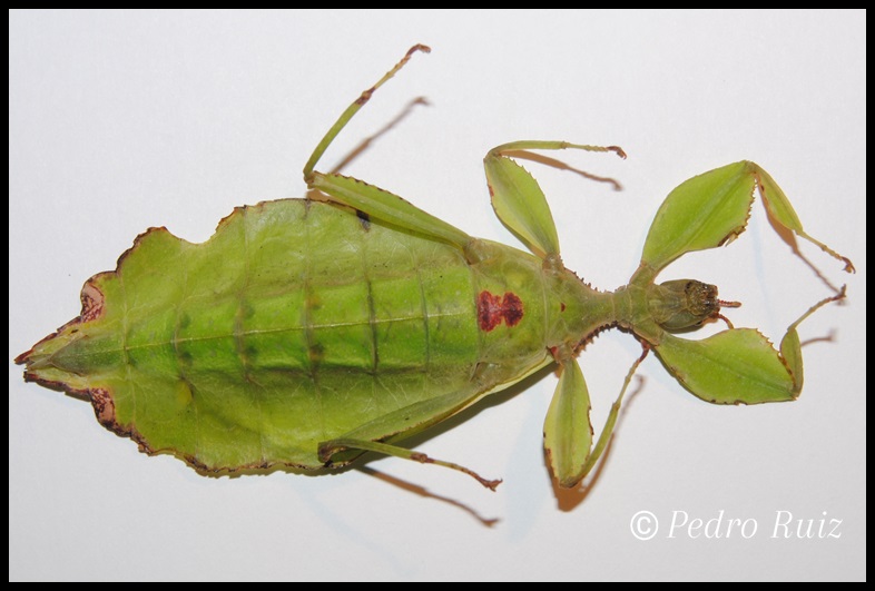 fasmidos.net: Insectos disecados y método de disección