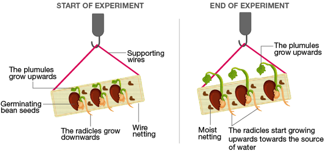 Selina Concise Chemical Coordination in Plants ICSE Solutions Class 10 ...