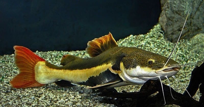 Red Tail Catfish Si Ikan Lele Terbesar Dari Amazon - IWAK GALAK