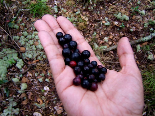 CULTIVO DE AGRAZ: INTRODUCCIÓN