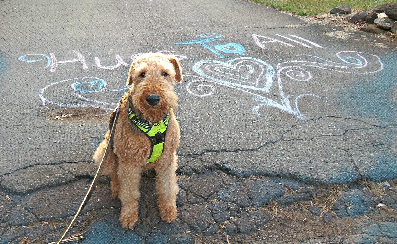 Molly the Airedale: Nature Friday