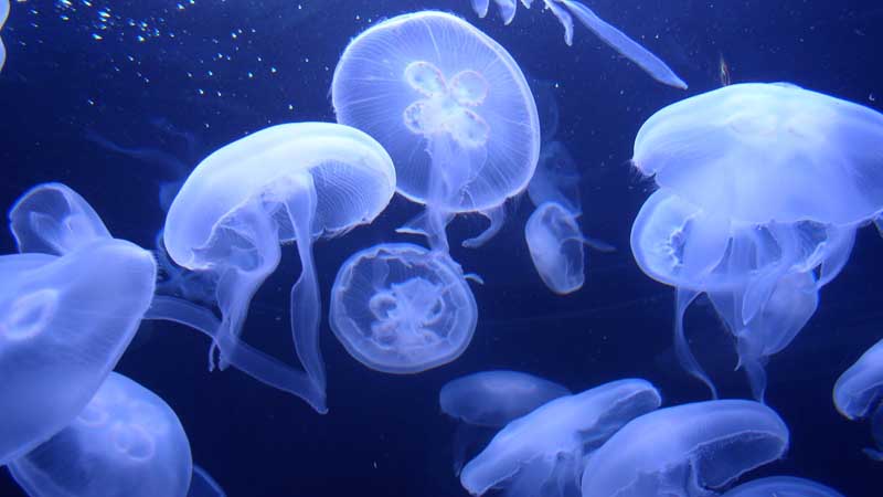 GEOGRAFI LINGKUNGAN: UBUR-UBUR : BIOTA LAUT BERBENTUK MEDUSA