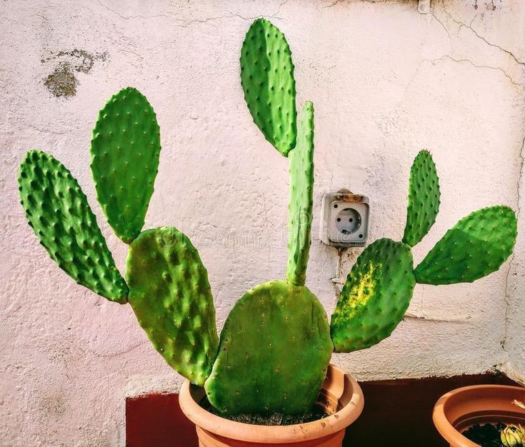 Ruangan Jadi Indah, 8 Jenis Kaktus Indoor yang Mudah Dirawat - Boombatani