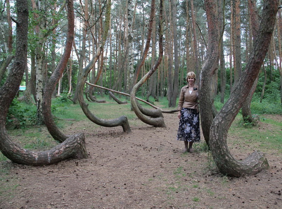 THE WORLD GEOGRAPHY: 7 Unique Forests of the World