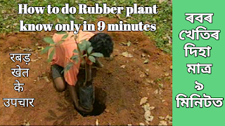 RUBBER CULTIVATION, PLANTING - Rubber Cultivation, information, tress ...