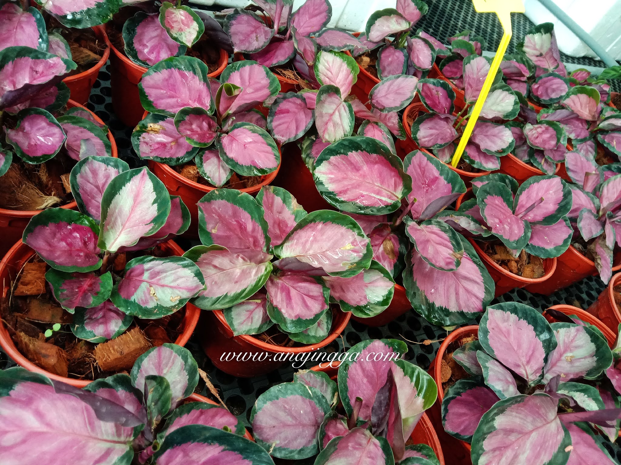 Cara tanam , penjagaan dan jenis-jenis pokok calathea
