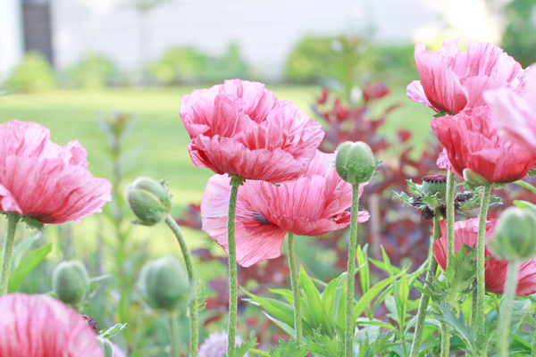 VW Garden: Pink Oriental Poppies: Medallion and Harlem