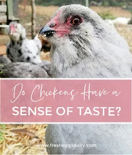 Do Chickens have a Sense of Taste? - Fresh Eggs Daily® with Lisa Steele