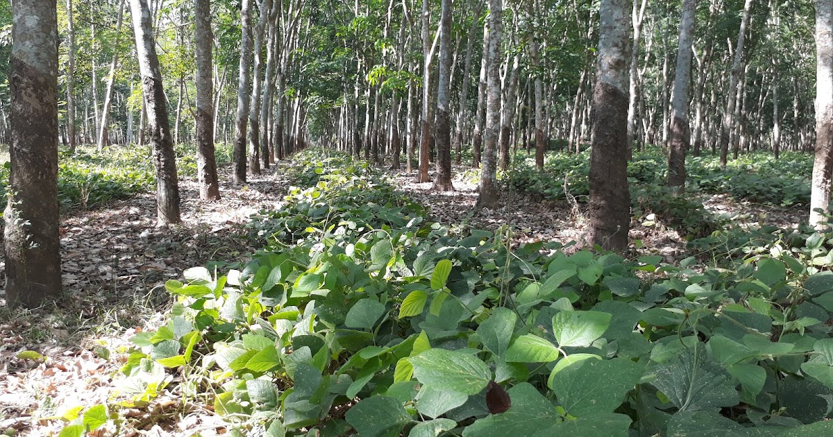 MENGENAL TANAMAN LEGUMINOSA