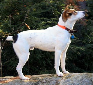 Purr-Views: Breeds of the Week: Southern Dogs!