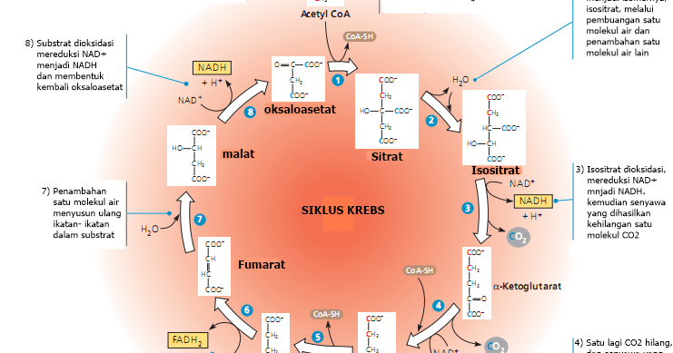 Siklus Krebs - BELAJAR BIOLOGI