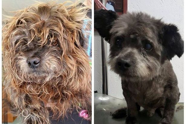 Murió Chester, el perrito con cáncer que fue adoptado para cumplir una ...