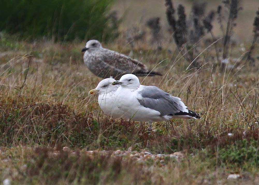 Richard Smith - Birdwatching Days Out: Audouin's Gull, 2nd winter and ...