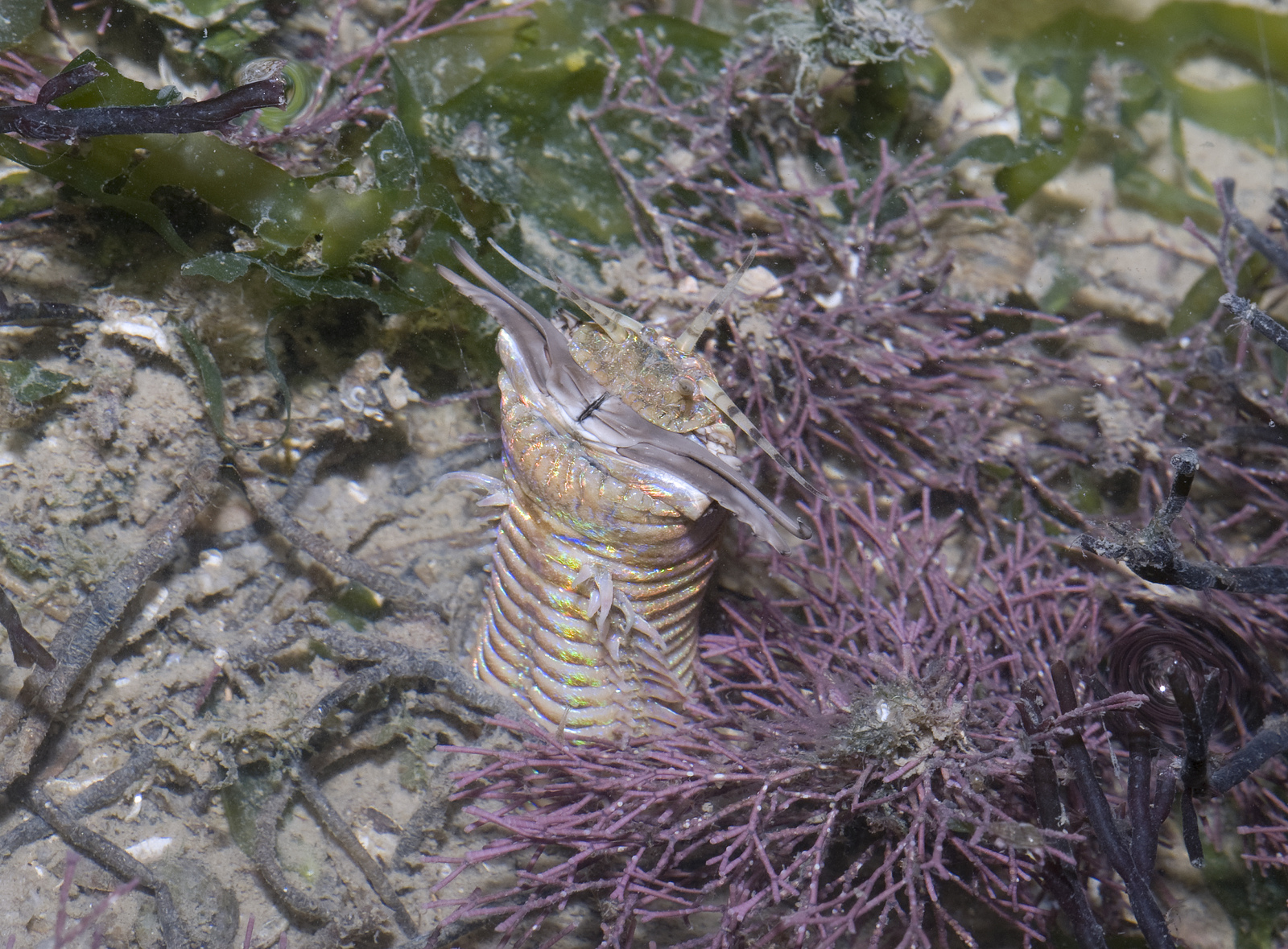 Real Monstrosities: JAWS: Bobbit Worm
