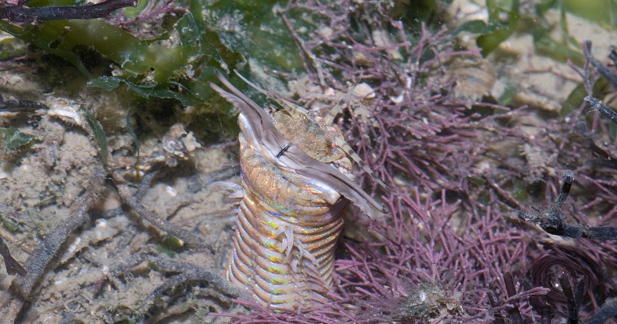 Real Monstrosities: JAWS: Bobbit Worm
