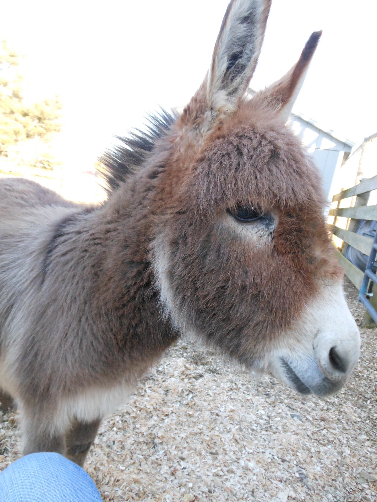 Bee Haven Acres: Goaty Sweetness
