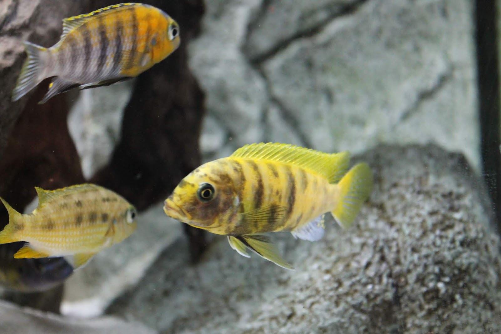 Howard`s Reef: My Malawi cichlids
