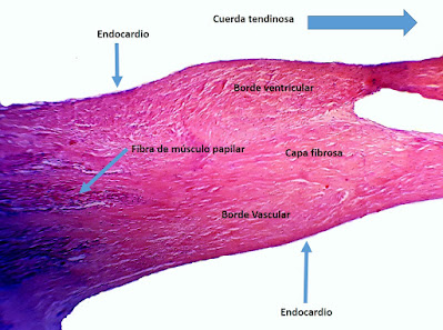 Estructura histológica de las válvulas cardiacas