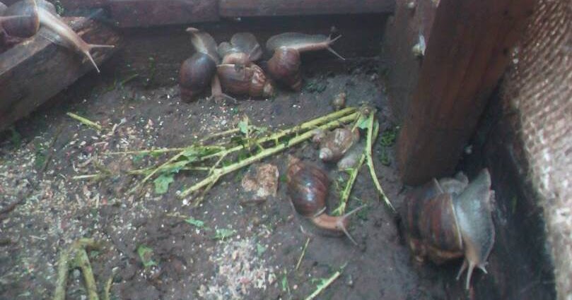 SNAIL FARMING TECHNIQUES: A-Z GUIDE FOR BEGINNERS