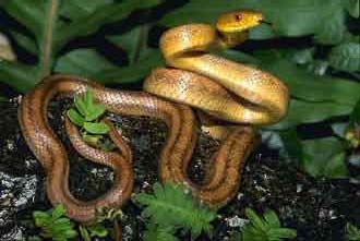 SERPIENTE RATONERA AMARILLA - MASCOTAS EXÓTICAS Y MÁS