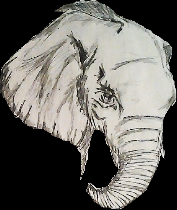 Meagan's Drawings: Elephant Head (Pen)